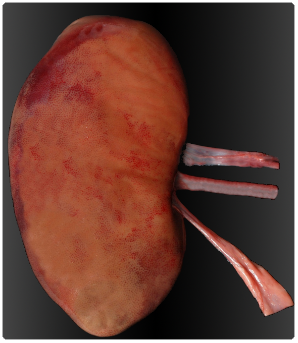 Let s Dissect Centre For Comparative And Clinical Anatomy Let s Dissect Centre For Comparative And Clinical Anatomy