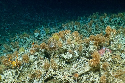2023: Researchers discover significant deep-sea coral reefs in ...