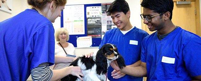 Destination Vet Summer School Centre For Study Abroad University Of 