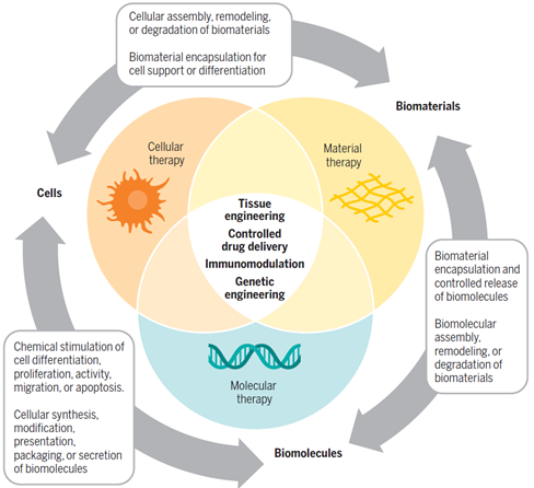 Tissue Engineering and Regenerative Medicine | Bristol Medical School ...