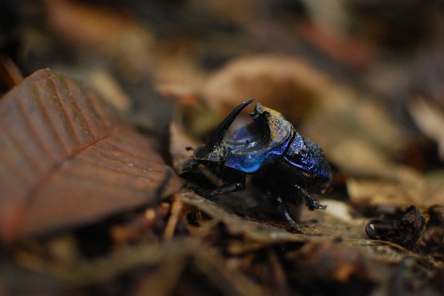 June: Exotic tree plantations can disturb local wildlife | News and ...