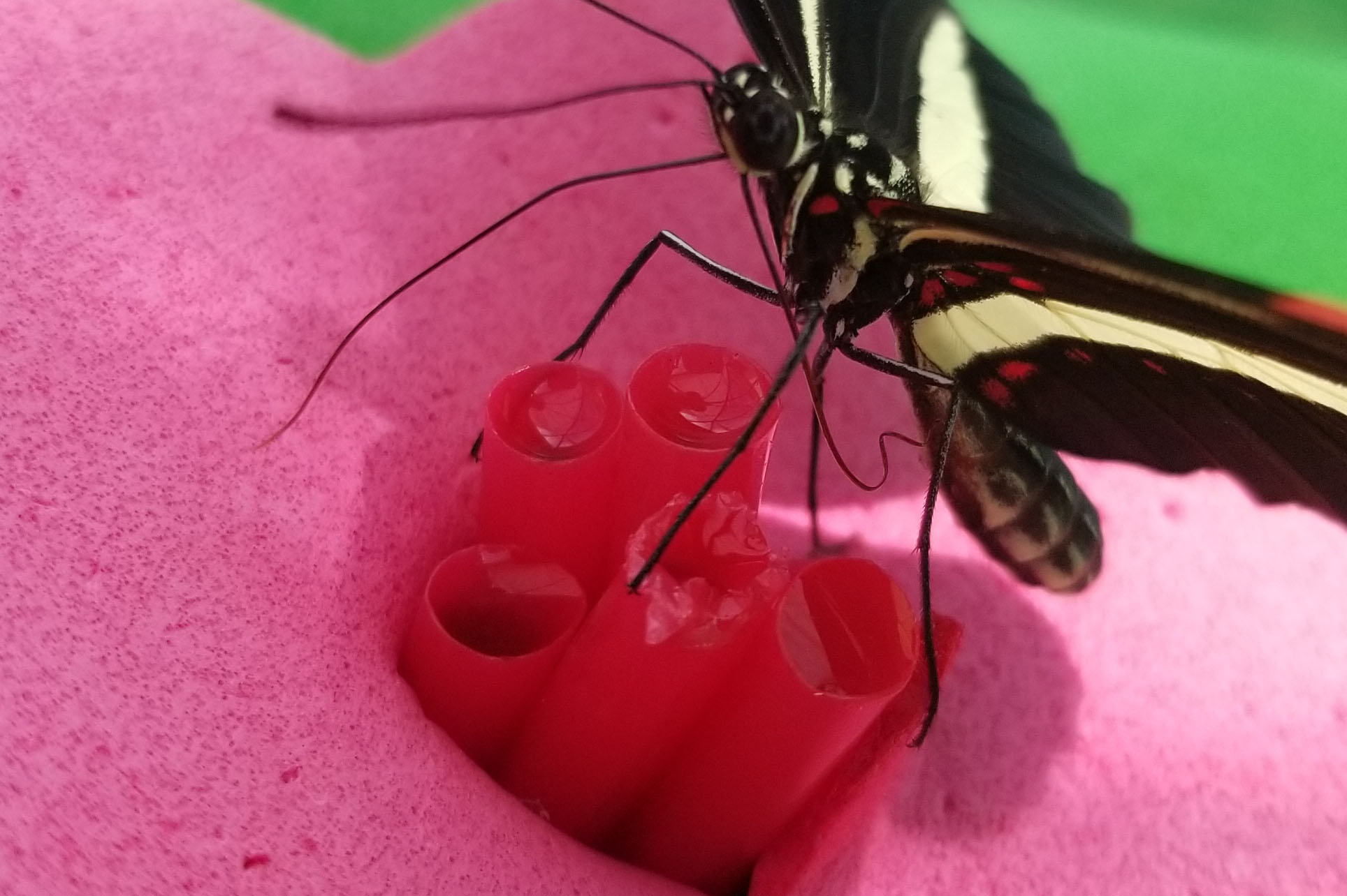 August: Butterflies remember where things are | News and features ...