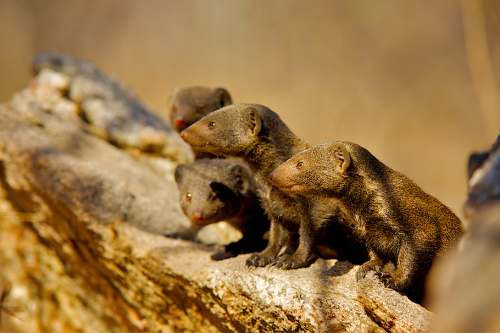 June: Mongoose conflict preparation | News and features | University of ...