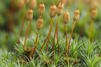 Protein's Role in Moss Evolutionary Success Unveiled | Mirage News