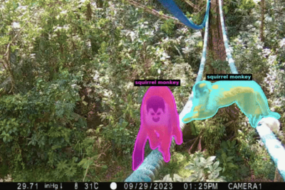 Bristol Researchers Use Visual AI for Wildlife Conservation | Mirage News