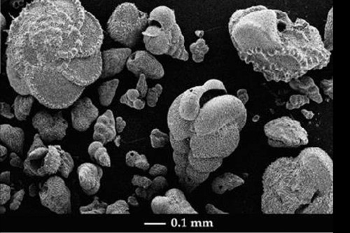 May: Research sheds new light on what shaped extinction pattern of ...
