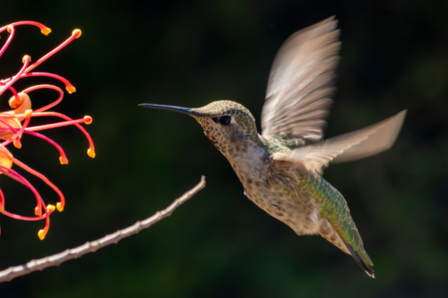 May: Most birds have not evolved optimal wing-shapes for flight, study ...