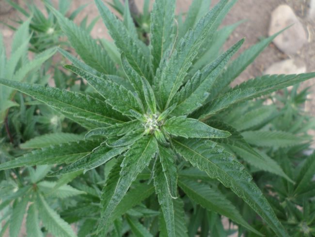 Cannabis and livelihoods in Africa: a call for policy reform that is ...