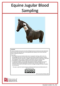 Horse handling and procedures | Bristol Veterinary School | University ...