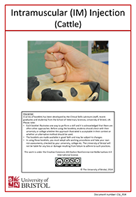 cattle handling & procedures | Bristol Veterinary School | University ...