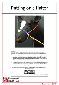 cattle handling & procedures | Bristol Veterinary School | University ...